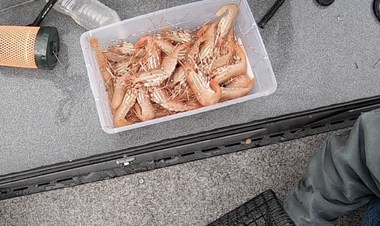 How to Catch Puget Sound Spot Shrimp – PNW BestLife