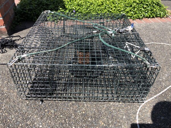 How to Catch Puget Sound Spot Shrimp – PNW BestLife
