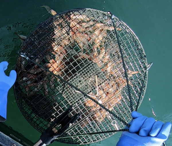 2021 Puget Sound Spot Shrimp Season – PNW BestLife