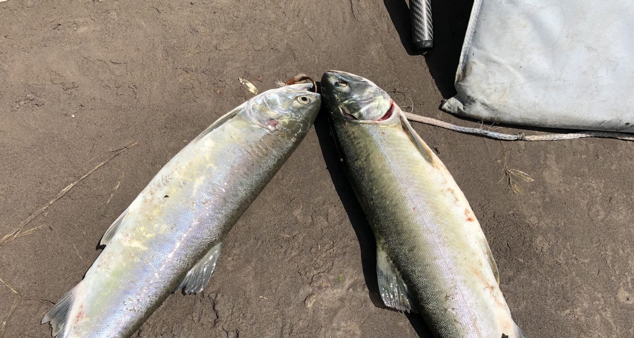 Comprehensive Guide to Pink Salmon Fishing – PNW BestLife