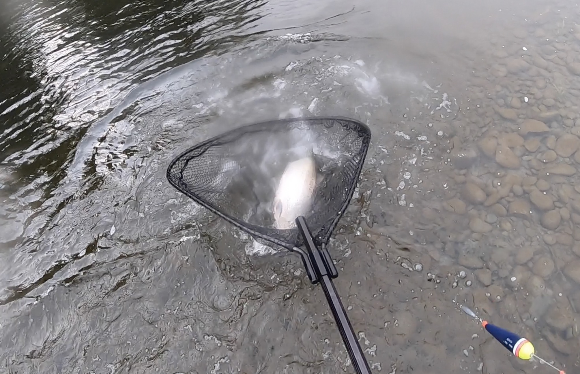 How to Net a Salmon – PNW Best Life