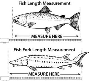 Understanding WDFW Saltwater Salmon Fishing Regulations – PNW BestLife