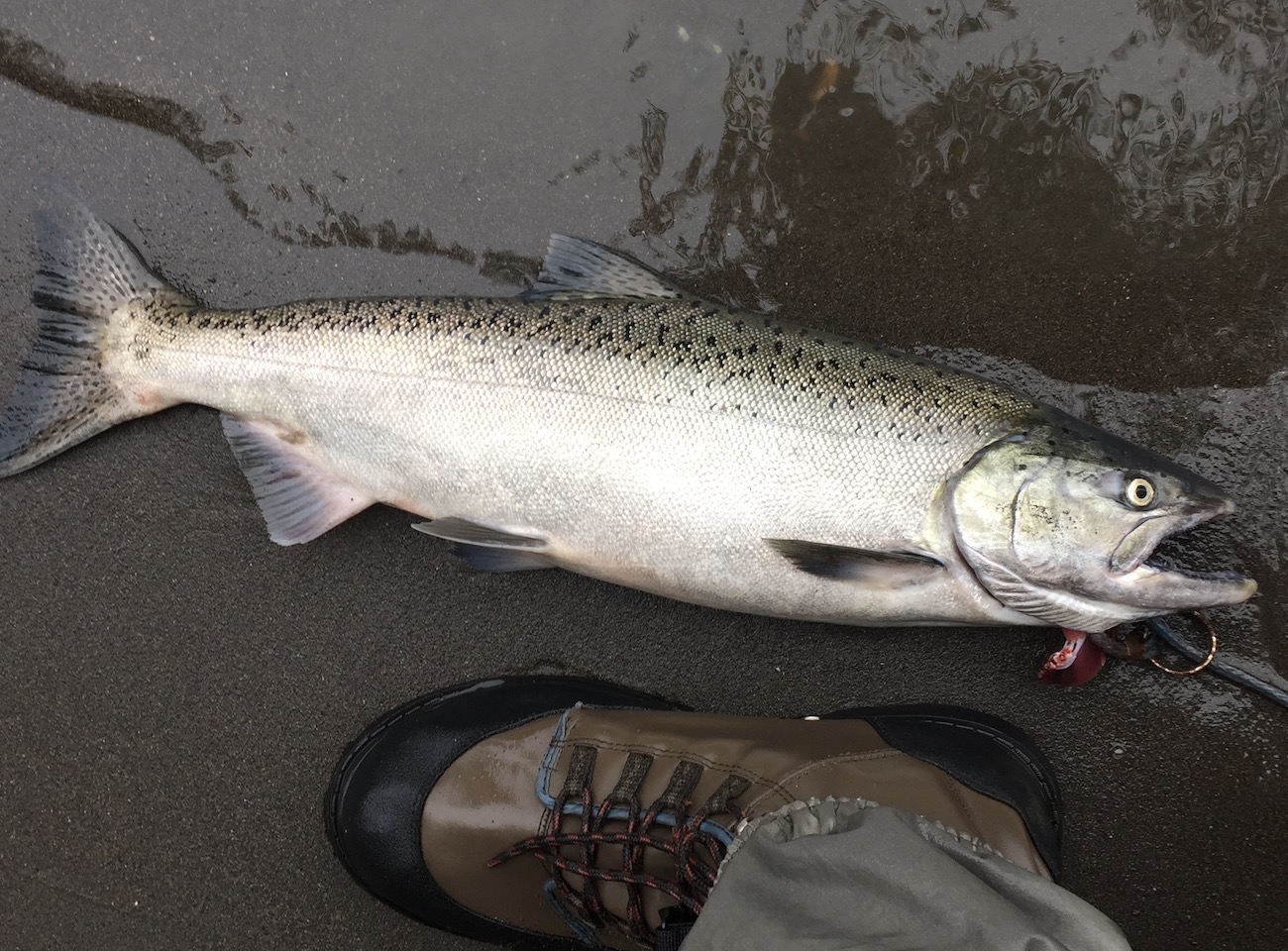 Samish River Fishing – PNW BestLife