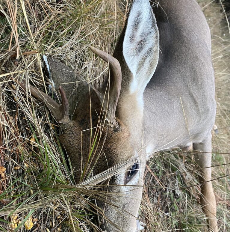 How to get started big game hunting for deer and elk – PNW BestLife
