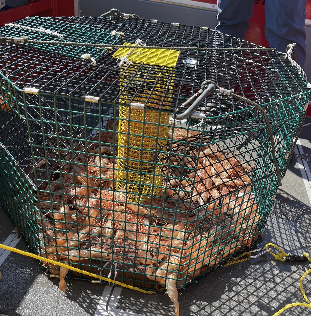 How to Catch Puget Sound Spot Shrimp – PNW BestLife