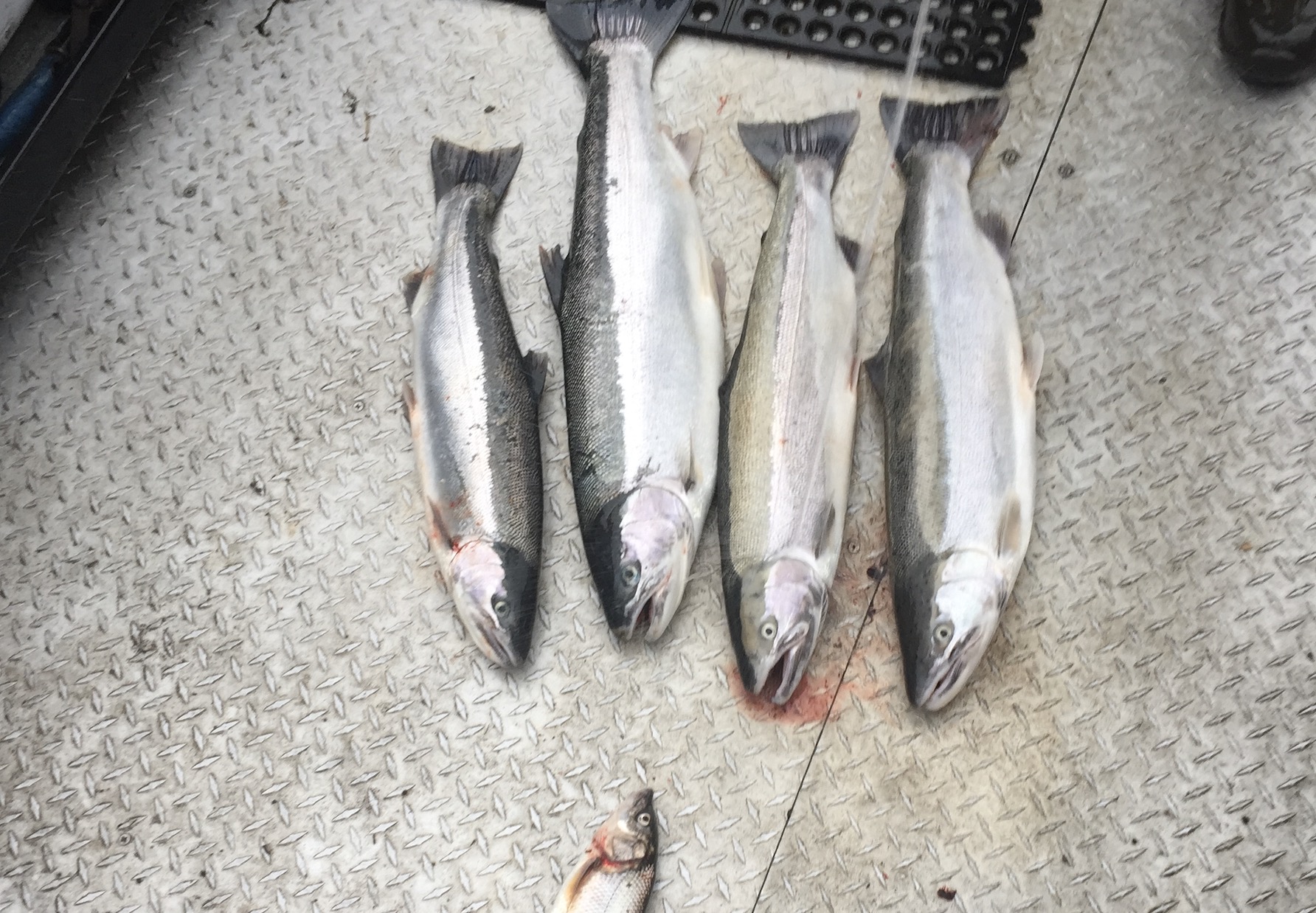 Cowlitz River Fishing Trip Planning – PNW BestLife
