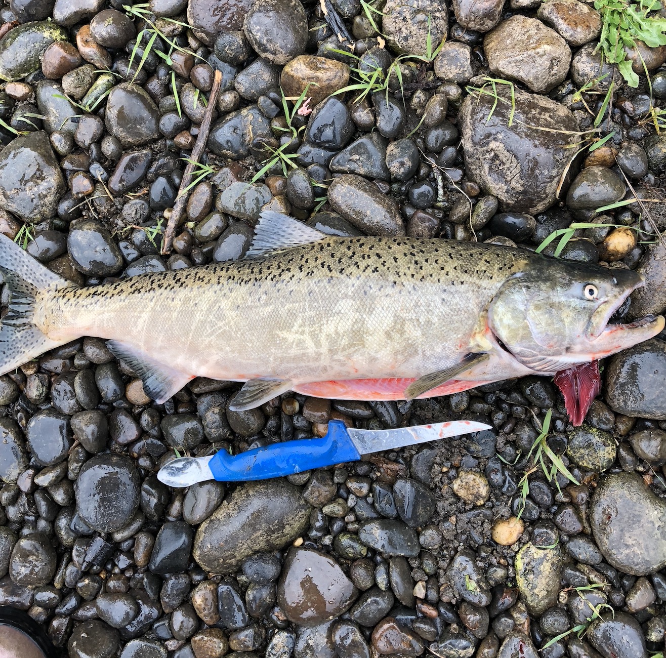 Drift Fishing for Salmon – PNW BestLife